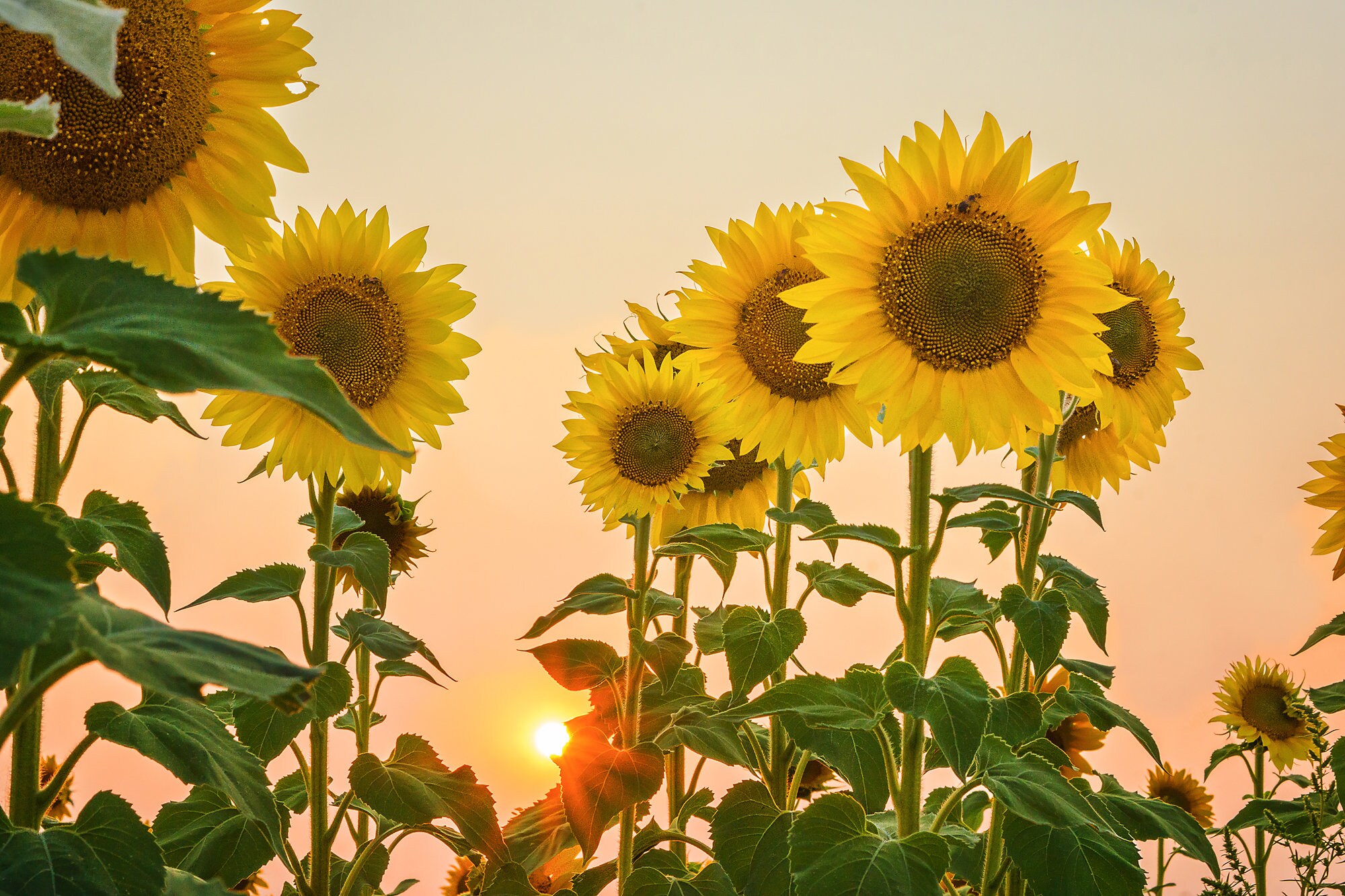 Sunflower Field Digital Background: Autumn Photography Composite ...