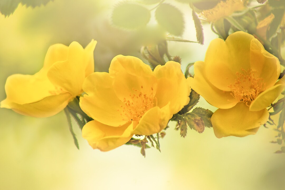 Digital Yellow Rose Print Yellow Rose Home Decor Yellow Rose - Etsy