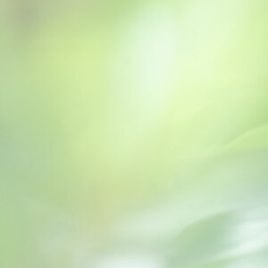 Light Green Photography Backdrop: Printable Color Overlays (digital ...