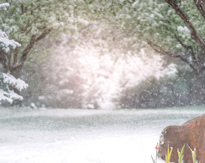 Winter Digital Composite Backdrop Spring Background - Etsy
