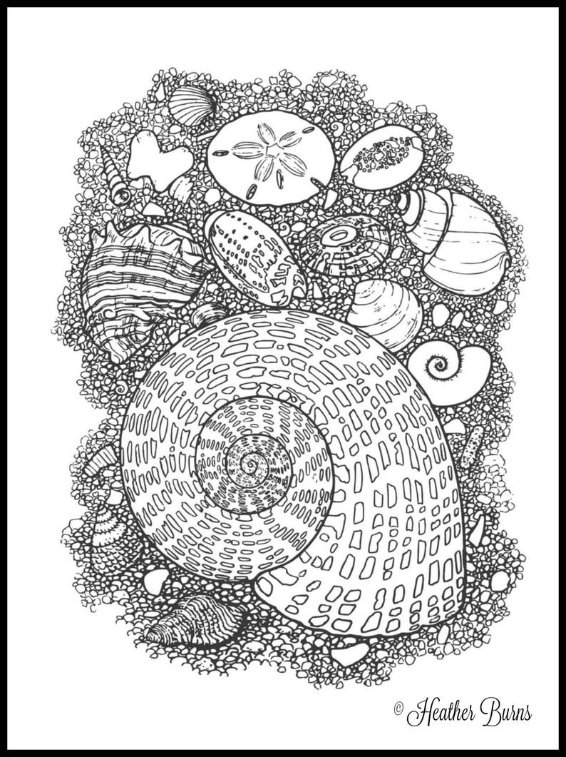 Coloring Book/shells From the Sea/adult Coloring/shell Coloring Pages ...