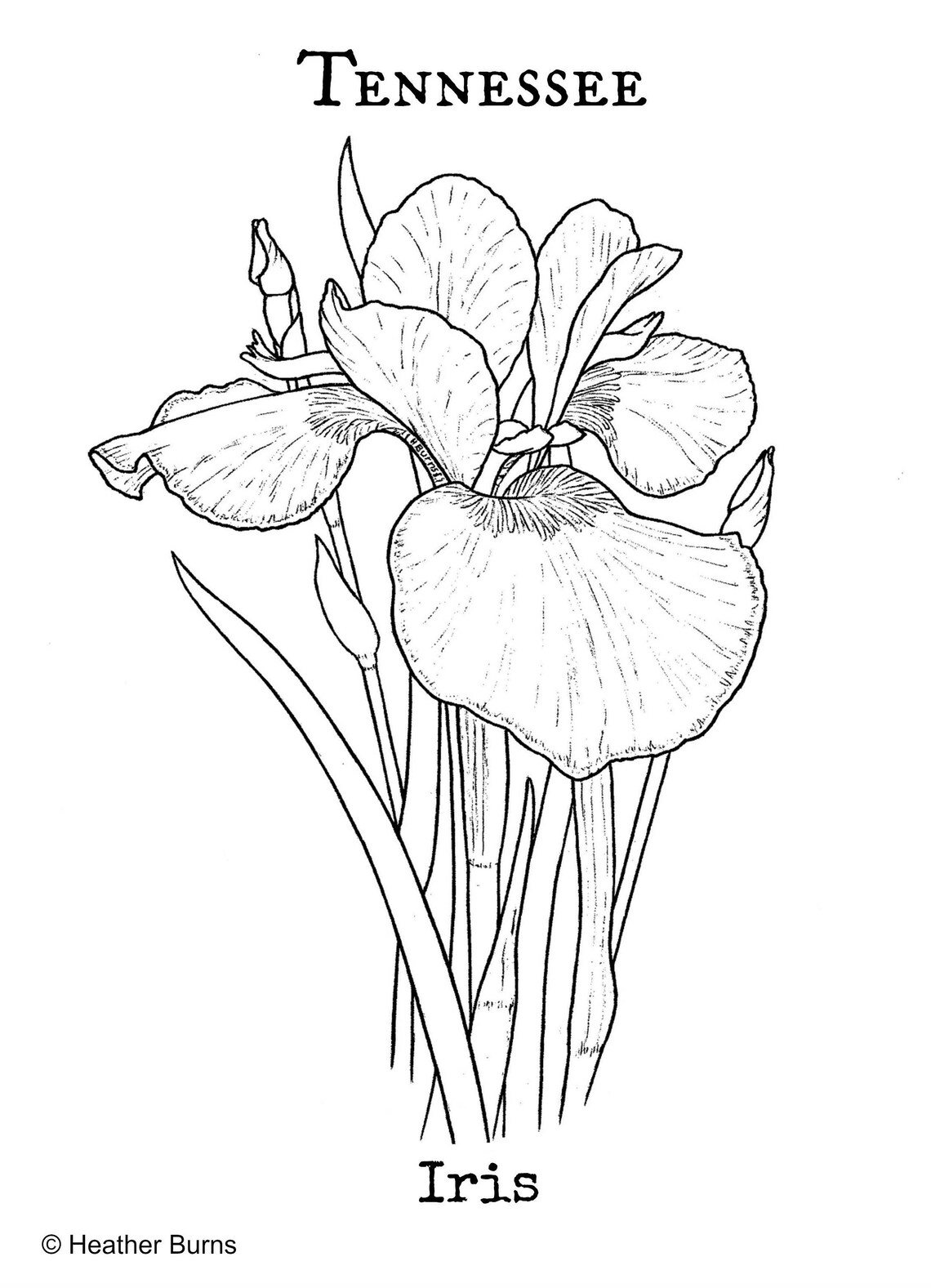 Coloring Book/state Flowers of the USA Coloring Book/adult - Etsy