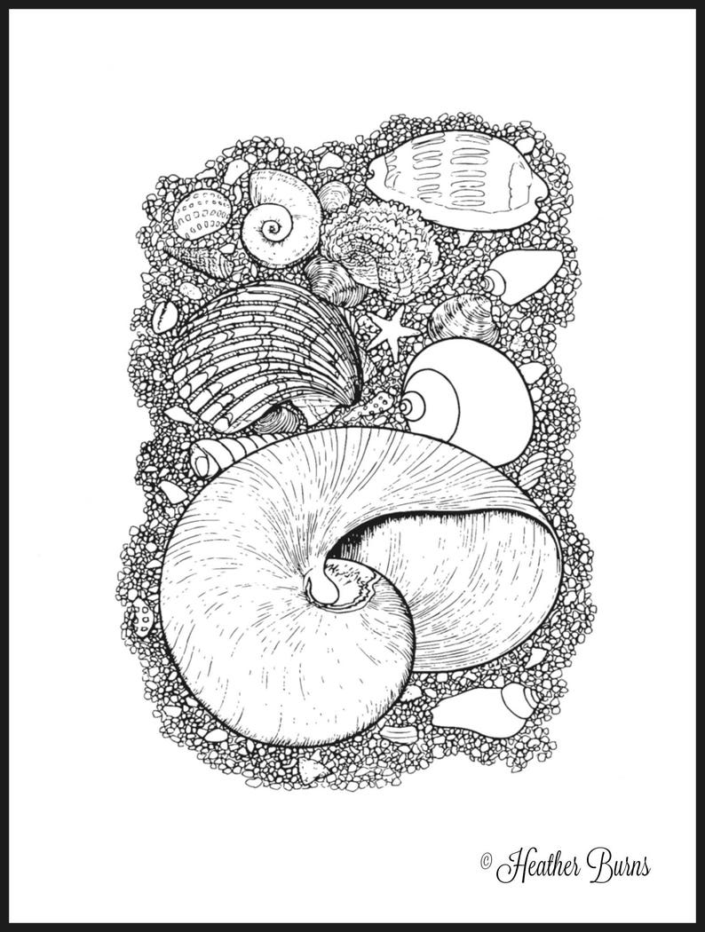 Coloring Book/shells From the Sea/adult Coloring/shell Coloring Pages ...