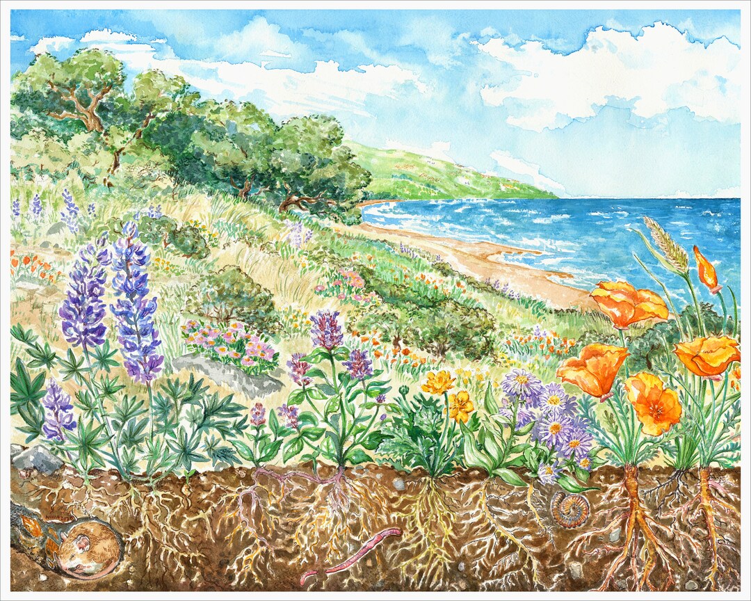 Santa Cruz Coastal Terrace Painting — 20x16” Watercolor Fine Art Print ...