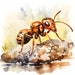 Clipart an Ant, Red, Watercolor, 3 Hi-res JPEG - Etsy