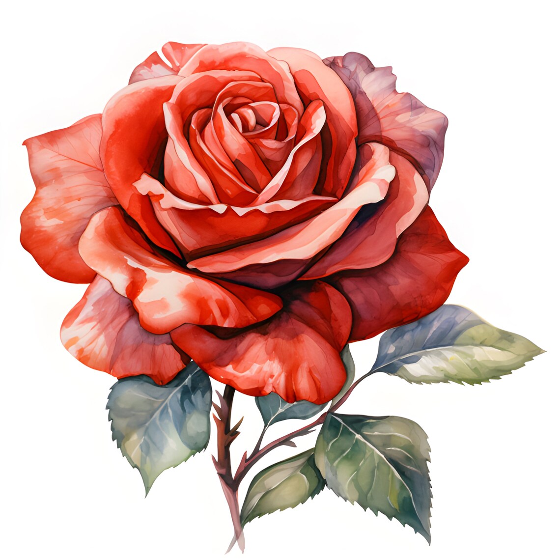 Clipart One Rose, Water Drop, Watercolor, 3 Hi-res JPEG - Etsy