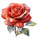 Clipart One Rose, Water Drop, Watercolor, 3 Hi-res JPEG - Etsy