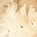 Clipart Old Paper, Vintage, Damaged, Watercolor, Hi-res JPEG - Etsy