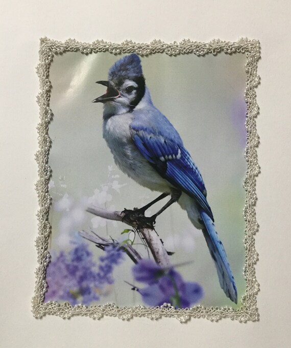 Purple Jay Bird