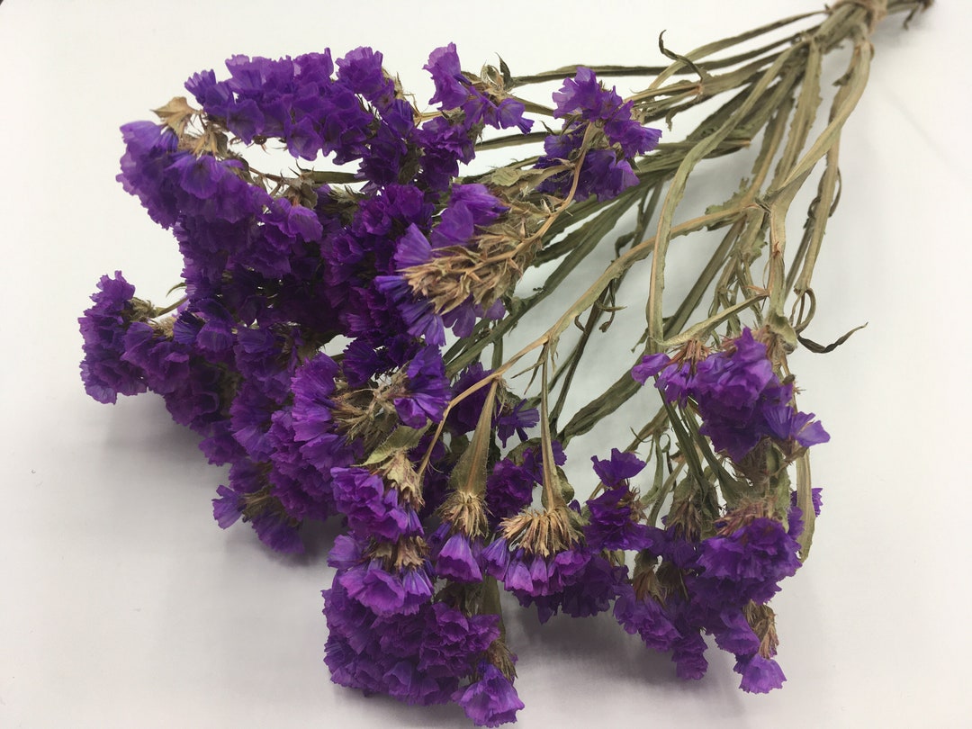 Violet Statice Dried Flowers - Etsy