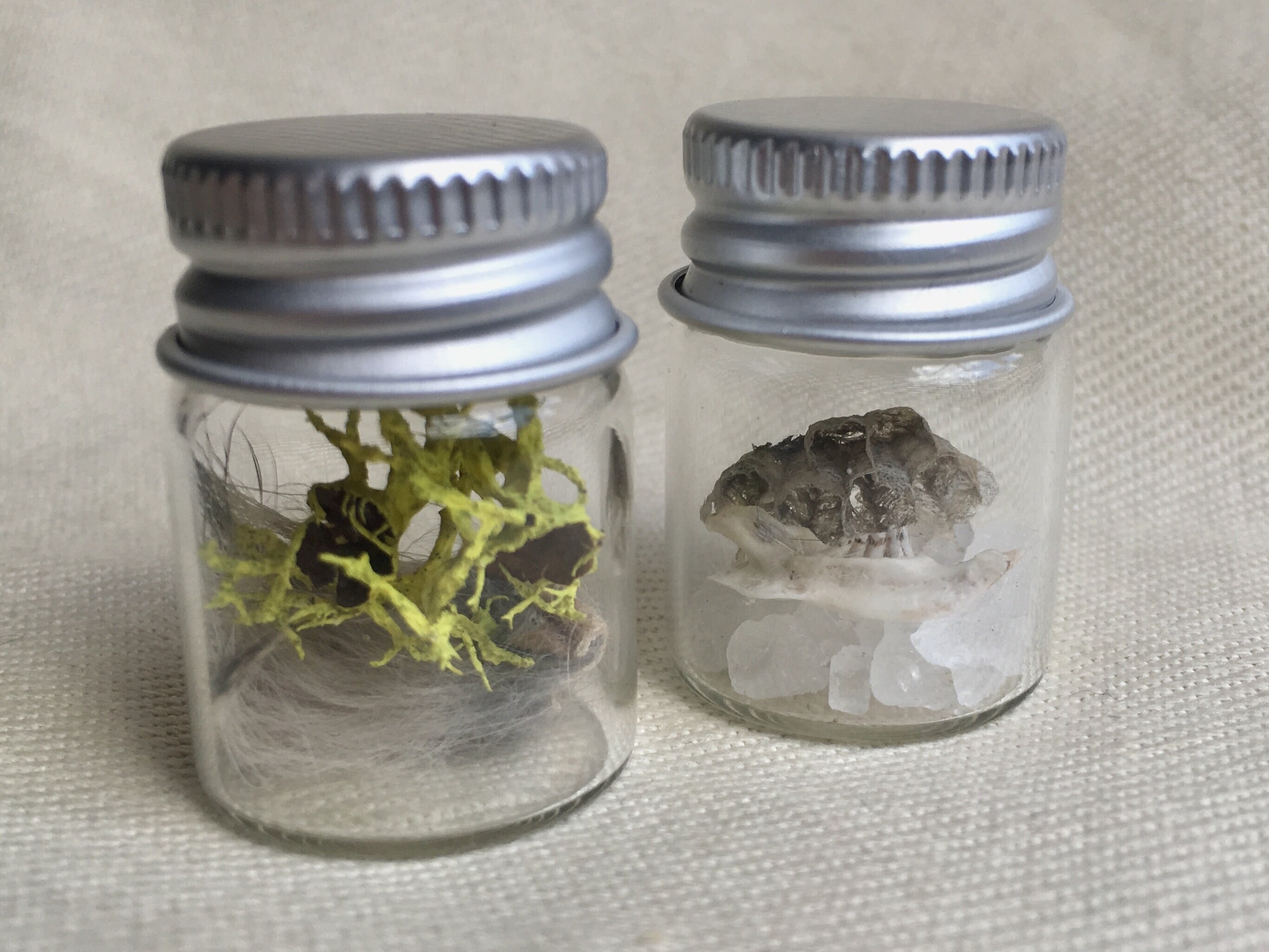 Set of Two Mini Insect Jar Terrariums / Lichen Paper Wasp - Etsy 日本