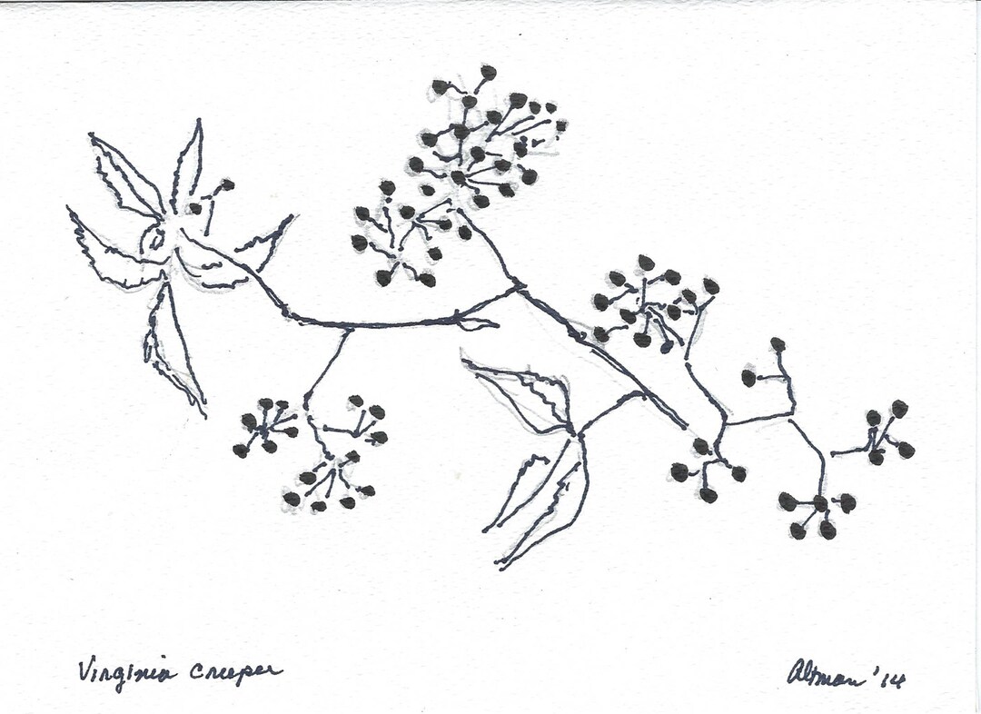 Original Pen and Ink Drawing/notecard Virginia Creeper 5X7 - Etsy