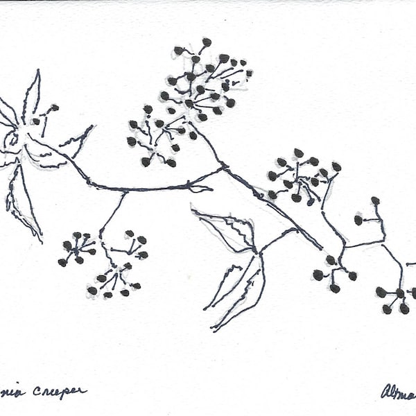 Virginia Creeper - Etsy