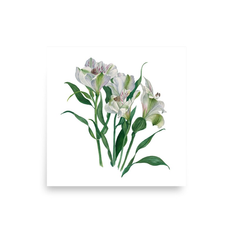 Peruvian Lilies Watercolor Poster, Alstroemeria Painting, Inca Lilies ...