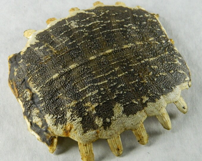 Real Turtle Shell Brown & Beige Taxidermy Turtle Shell Oddity Novelty ...
