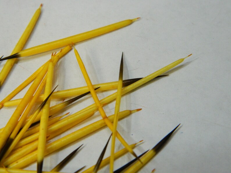 10/25 Yellow Dyed North American Porcupine Quills Craft - Etsy