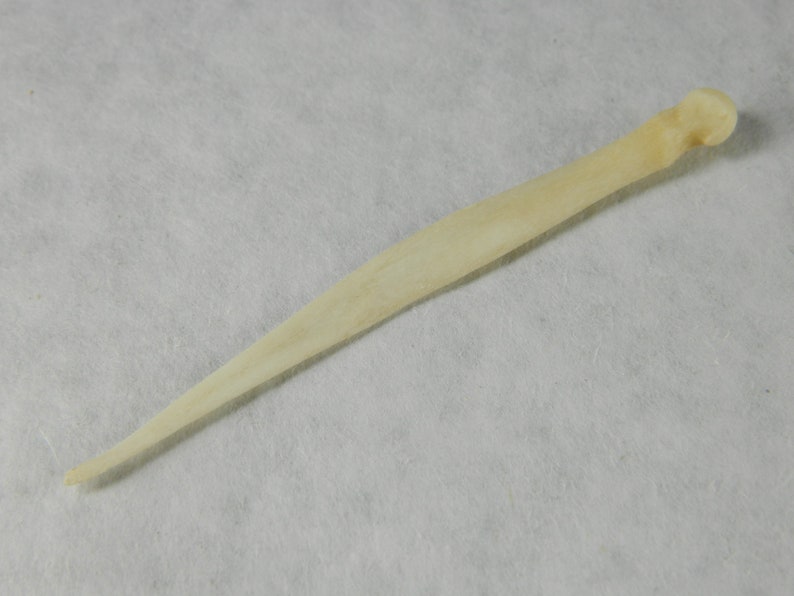 White Tail Deer Hock Bone Authentic American White Tail Deer - Etsy