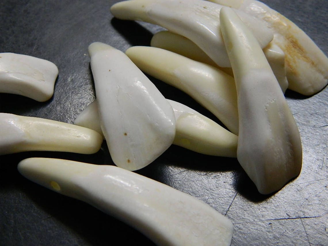 1 Large Water Buffalo Tooth Amulet Authentic Water Buffalo | Etsy