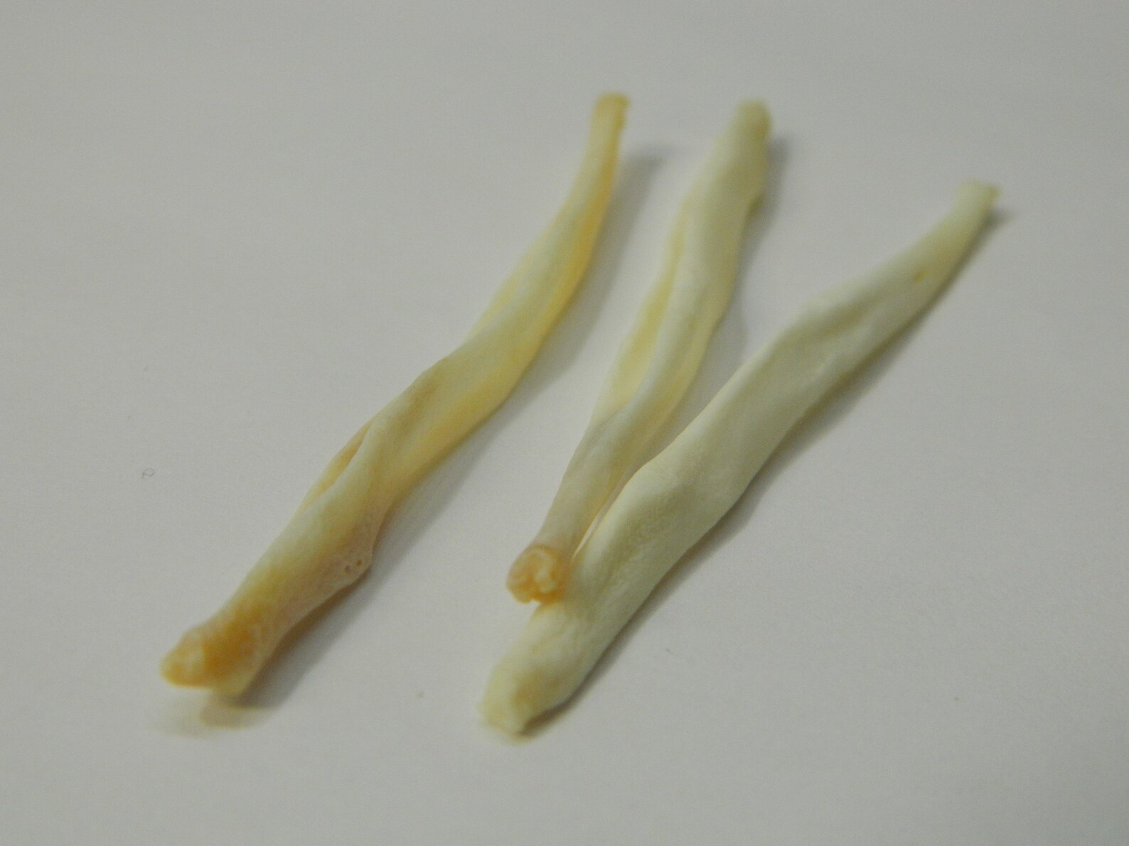 1XXXL Coyote Baculum Penis Bone Authentic American Coyote | Etsy