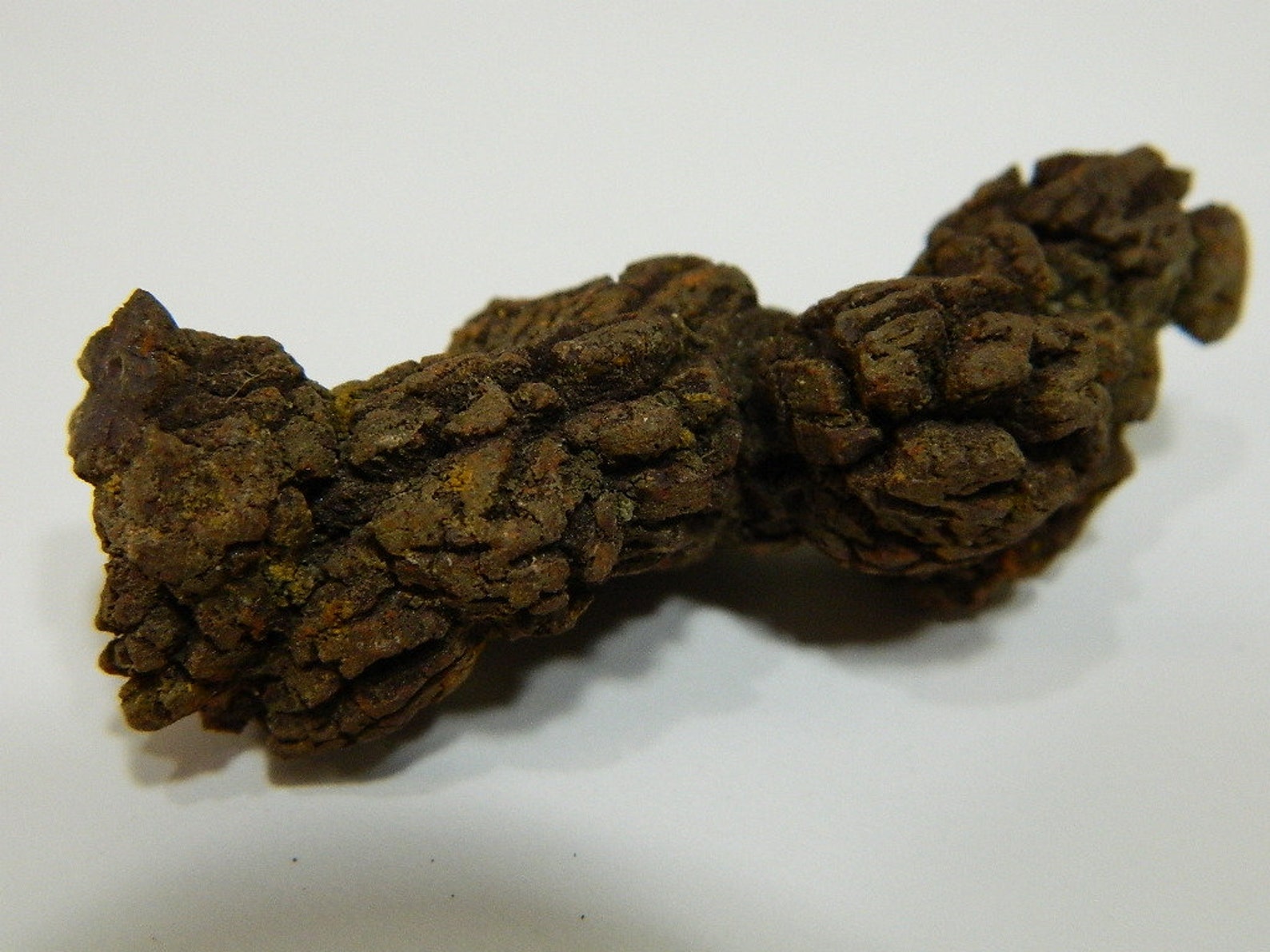 4 Sizes Premium Coprolite Dinosaur Dung Fossil Fossilized - Etsy