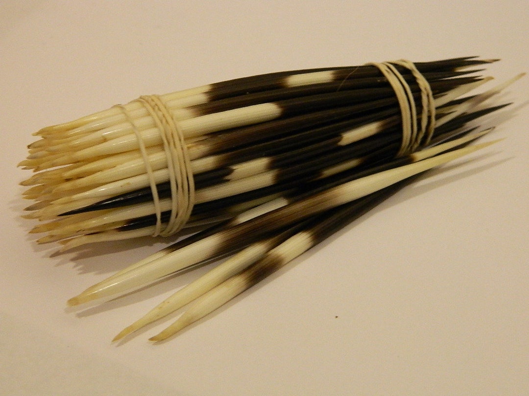 2/5 Small African Porcupine Quills - Black & White Craft Sized Real ...