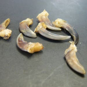 1 L/XL Red Fox Claw Taxidermist Professionally Cleaned - Red Fox Claws ...