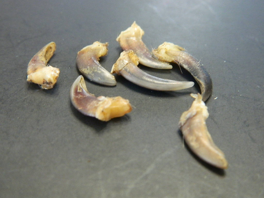 1 L/XL Red Fox Claw Taxidermist Professionally Cleaned Red - Etsy