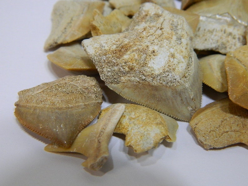 Ancient Fossilized Corax Shark Dinosaur Teeth Shark Teeth | Etsy