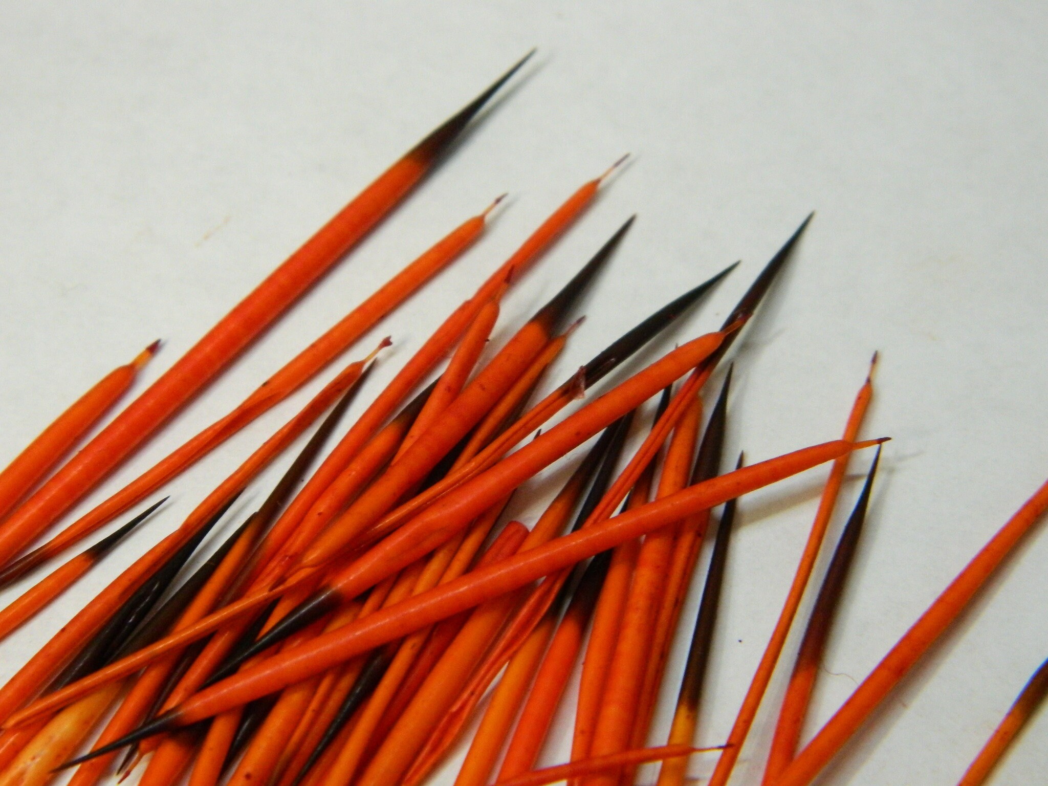 10/25 Red-orange Dyed North American Porcupine Quills Craft | Etsy