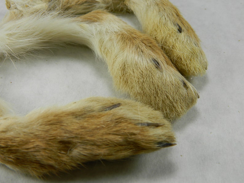 1 Lucky Real Rabbits Foot Taxidermy Midwest Rabbits Foot - Etsy