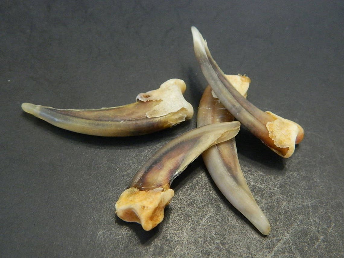 1 L/XL Badger Claw Taxidermist Professionally Cleaned Badger | Etsy