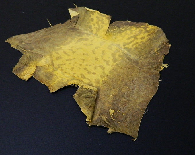 Authentic Giant Cane Toad Skin Parchment Leather in Dusky Yellow ...