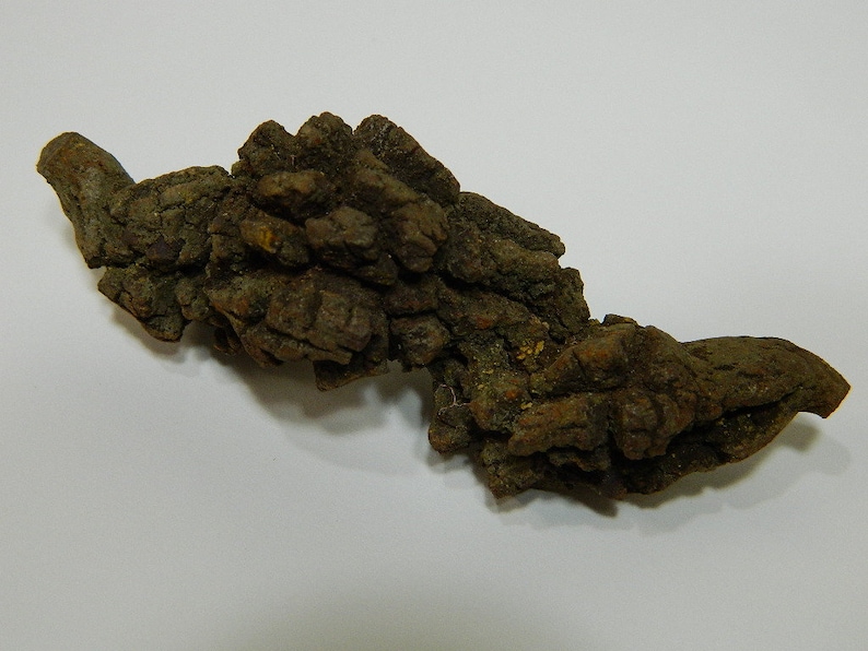 4 Sizes Premium Coprolite Dinosaur Dung Fossil Fossilized - Etsy