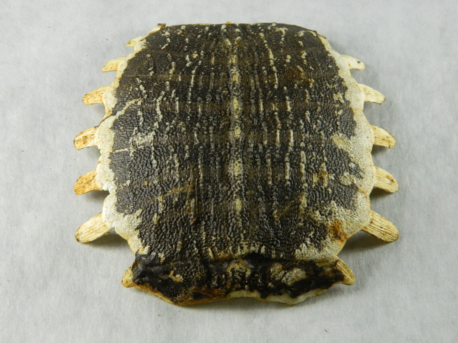 Real Turtle Shell Brown & Beige Taxidermy Turtle Shell - Etsy