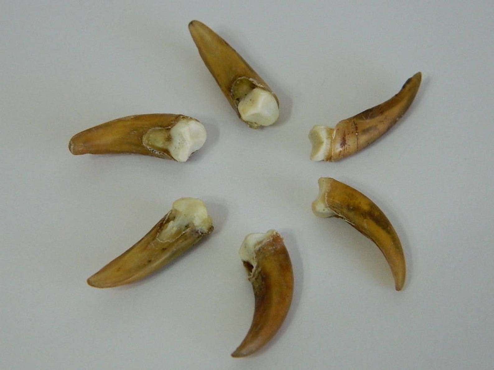 1 Large Alligator Snapping Turtle Claw Professionally Cleaned | Etsy