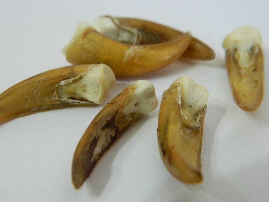 1 Large Alligator Snapping Turtle Claw Professionally Cleaned | Etsy