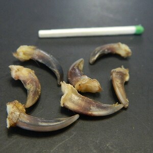 1 L/XL Red Fox Claw Taxidermist Professionally Cleaned - Red Fox Claws ...