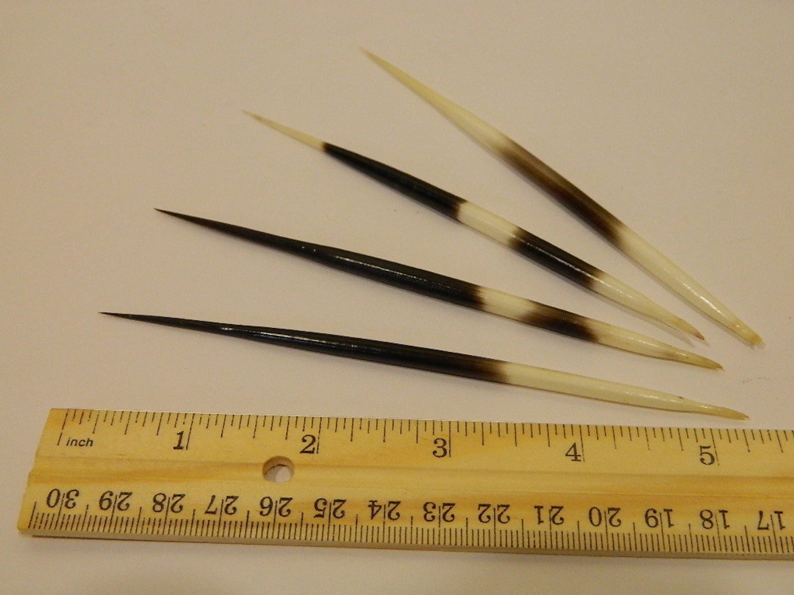 2/5 Small African Porcupine Quills Black & White Craft Sized - Etsy
