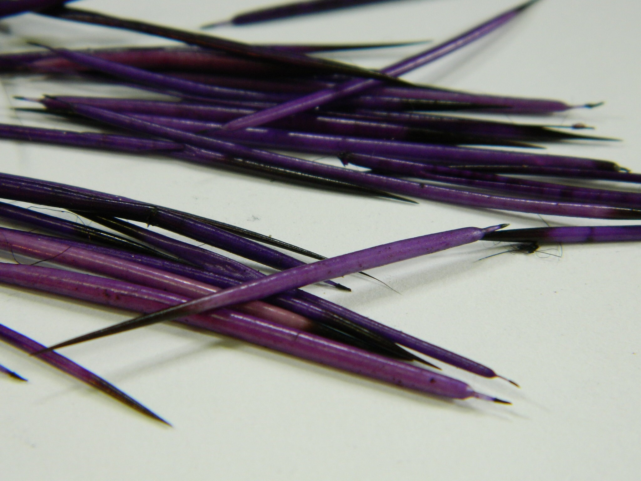 10/25 Purple Dyed North American Porcupine Quills Craft | Etsy