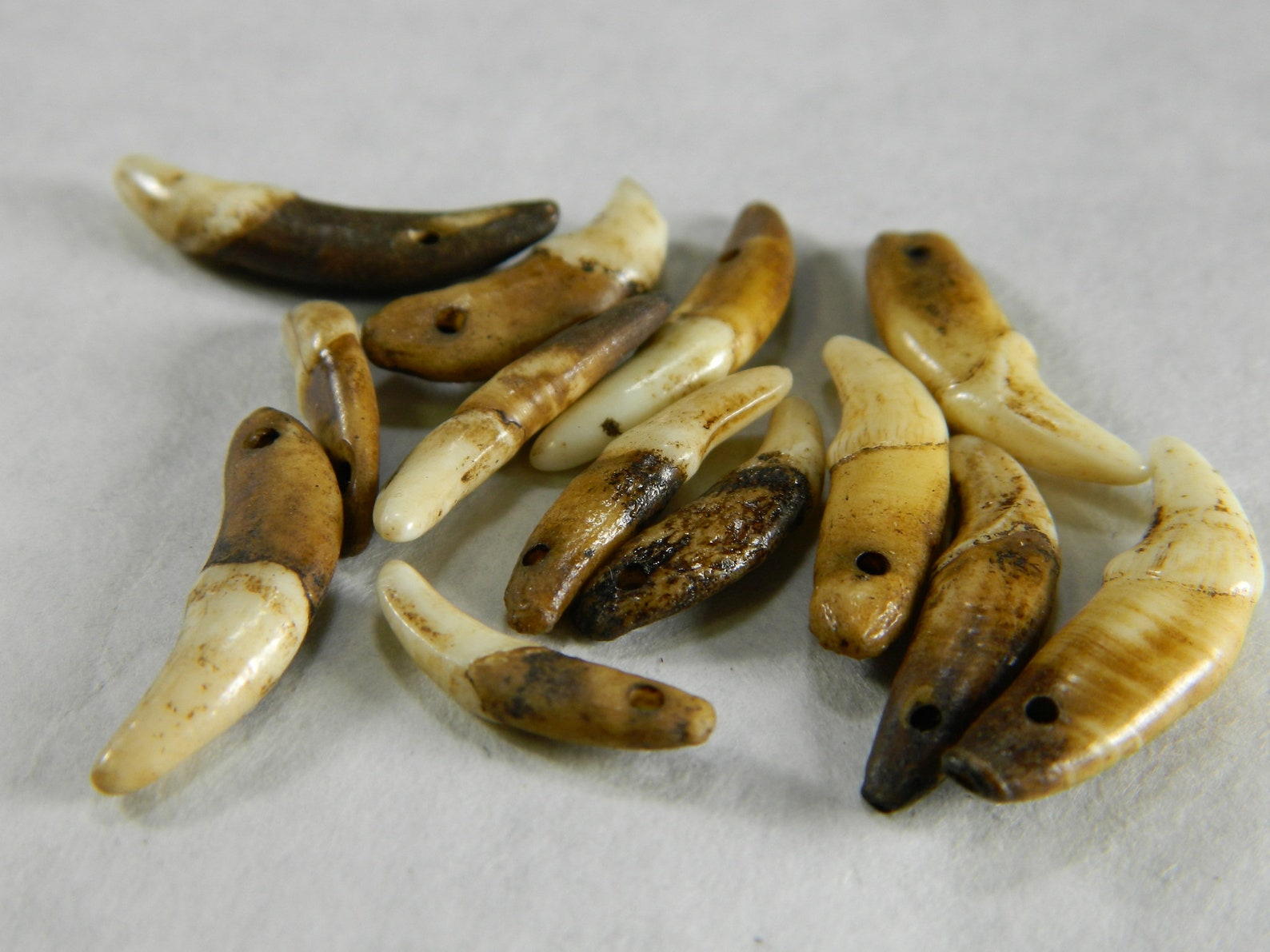 Chirich Western Coyote Tooth Amulet Stained Authentic Coyote - Etsy