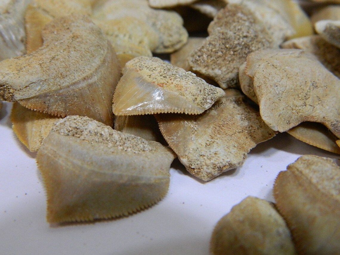 Ancient Fossilized Corax Shark Dinosaur Teeth Shark Teeth | Etsy