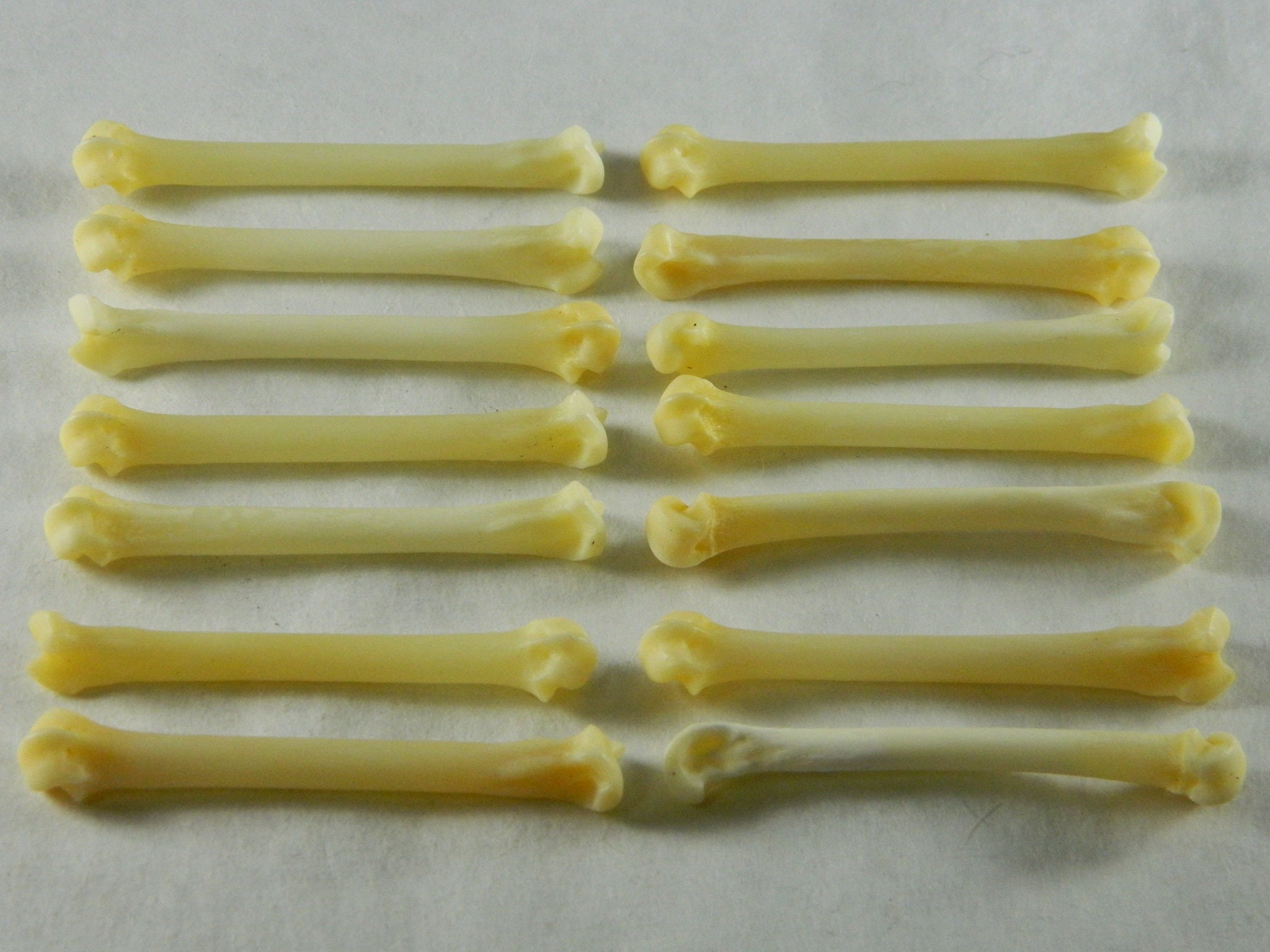 1 Real Canadian Lynx Metacarpal Bone Natural Authentic Lynx - Etsy