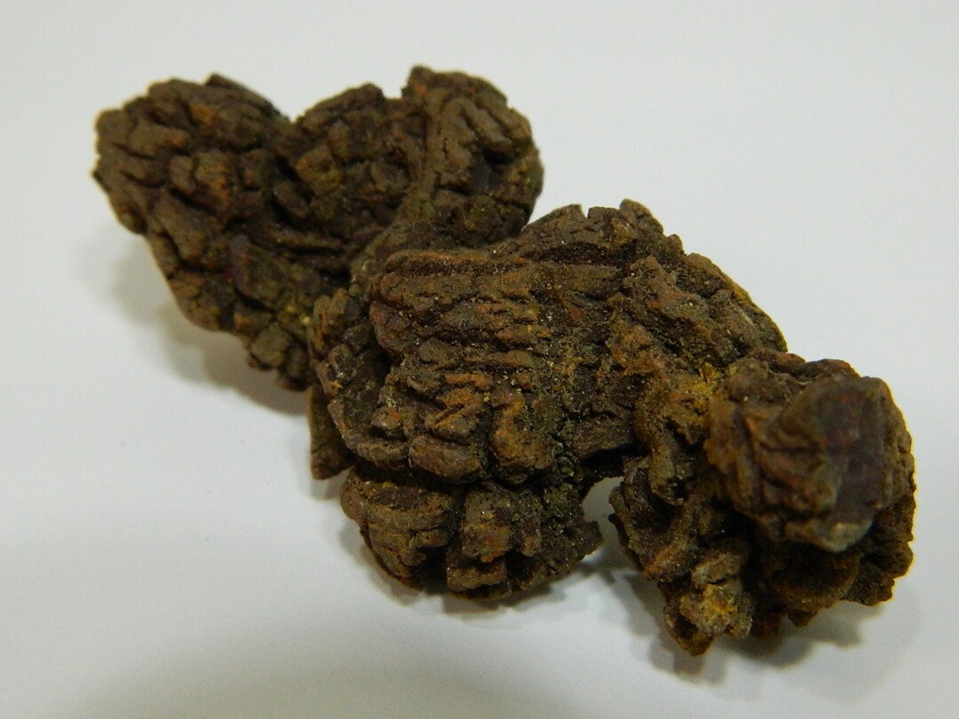 4 Sizes Premium Coprolite Dinosaur Dung Fossil - Fossilized Dinosaur ...