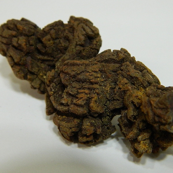 Dinosaur Dung - Etsy