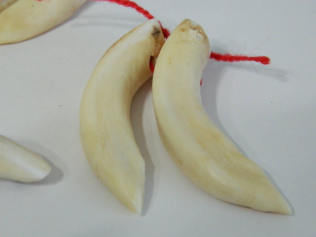 1 amuleto de colmillo de cerdo salvaje feral colgante de | Etsy