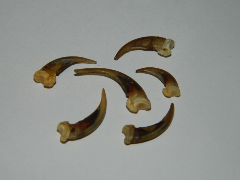 1 L/XL Skunk Claw Professionally Cleaned Skunk Claws | Etsy