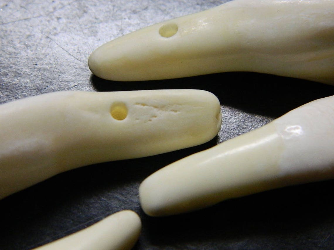 1 Large Water Buffalo Tooth Amulet Authentic Water Buffalo - Etsy