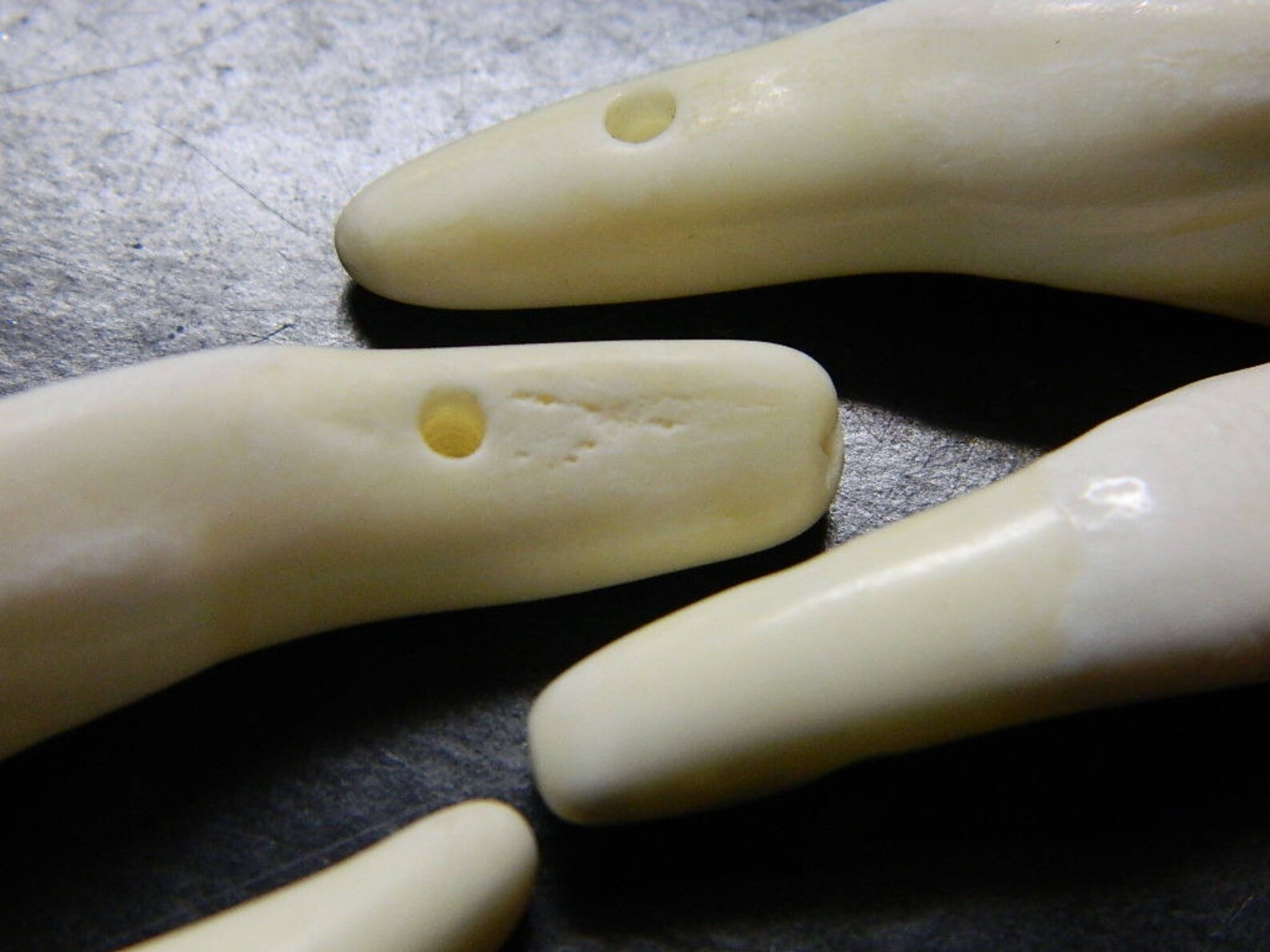 1 Large Water Buffalo Tooth Amulet Authentic Water Buffalo - Etsy