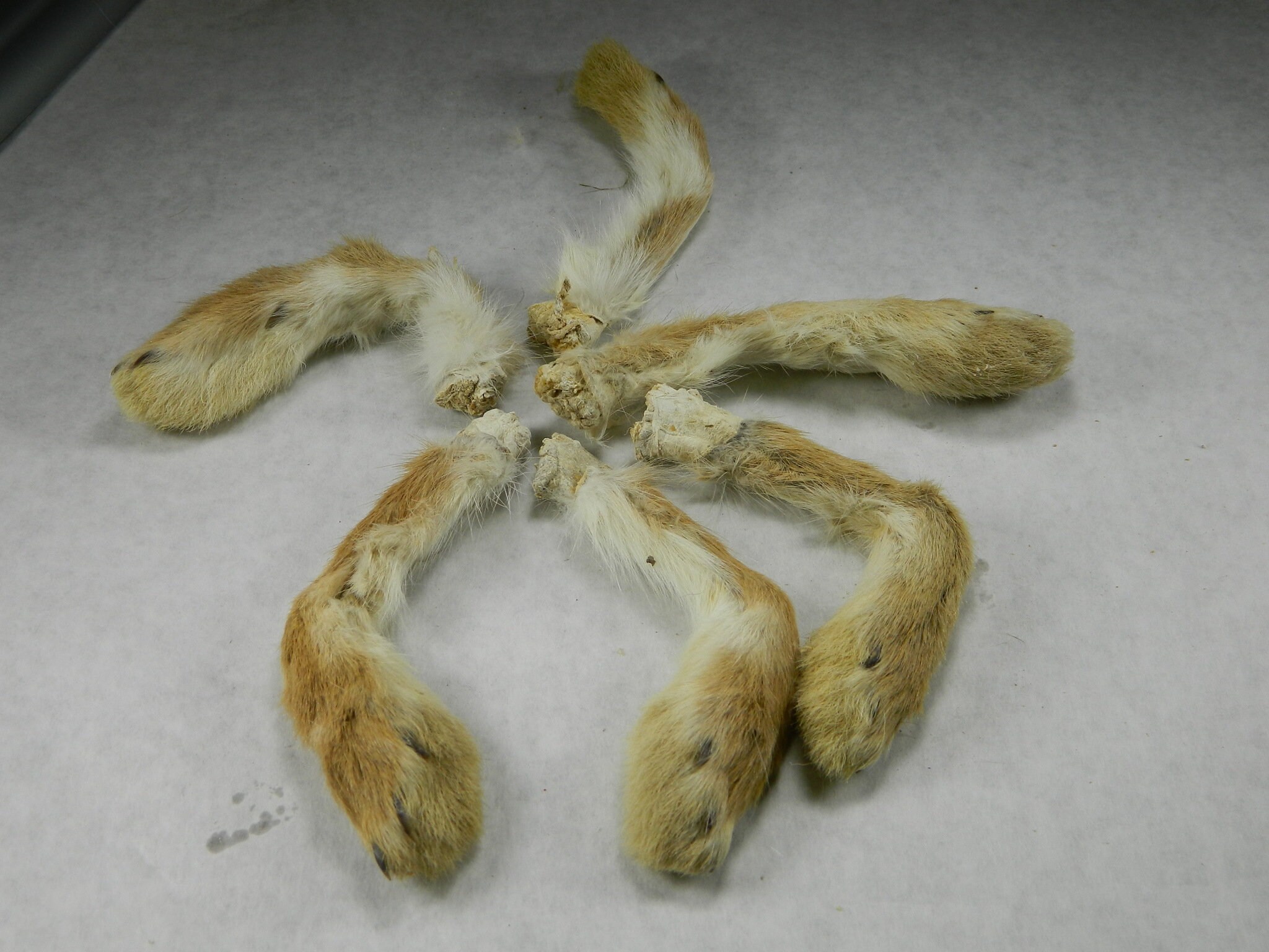 1 Lucky Real Rabbits Foot Taxidermy Midwest Rabbits Foot - Etsy