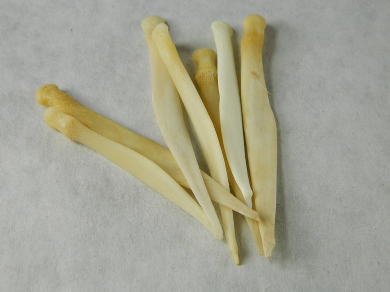 White Tail Deer Hock Bone Authentic American White Tail Deer - Etsy